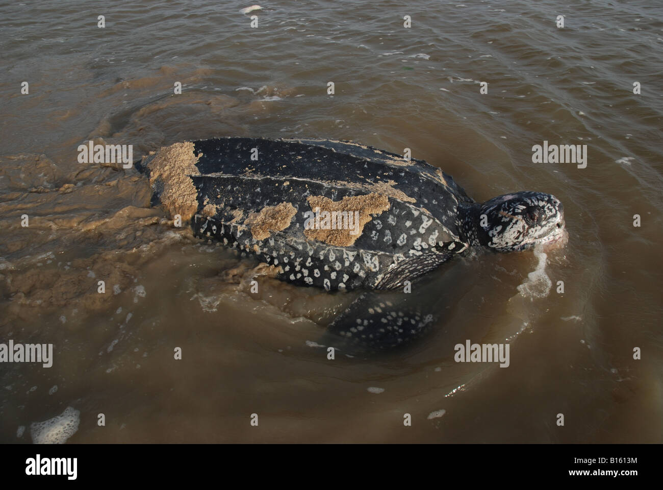 leatherback turtle after laying eggs coming back sea swimming Stock ...