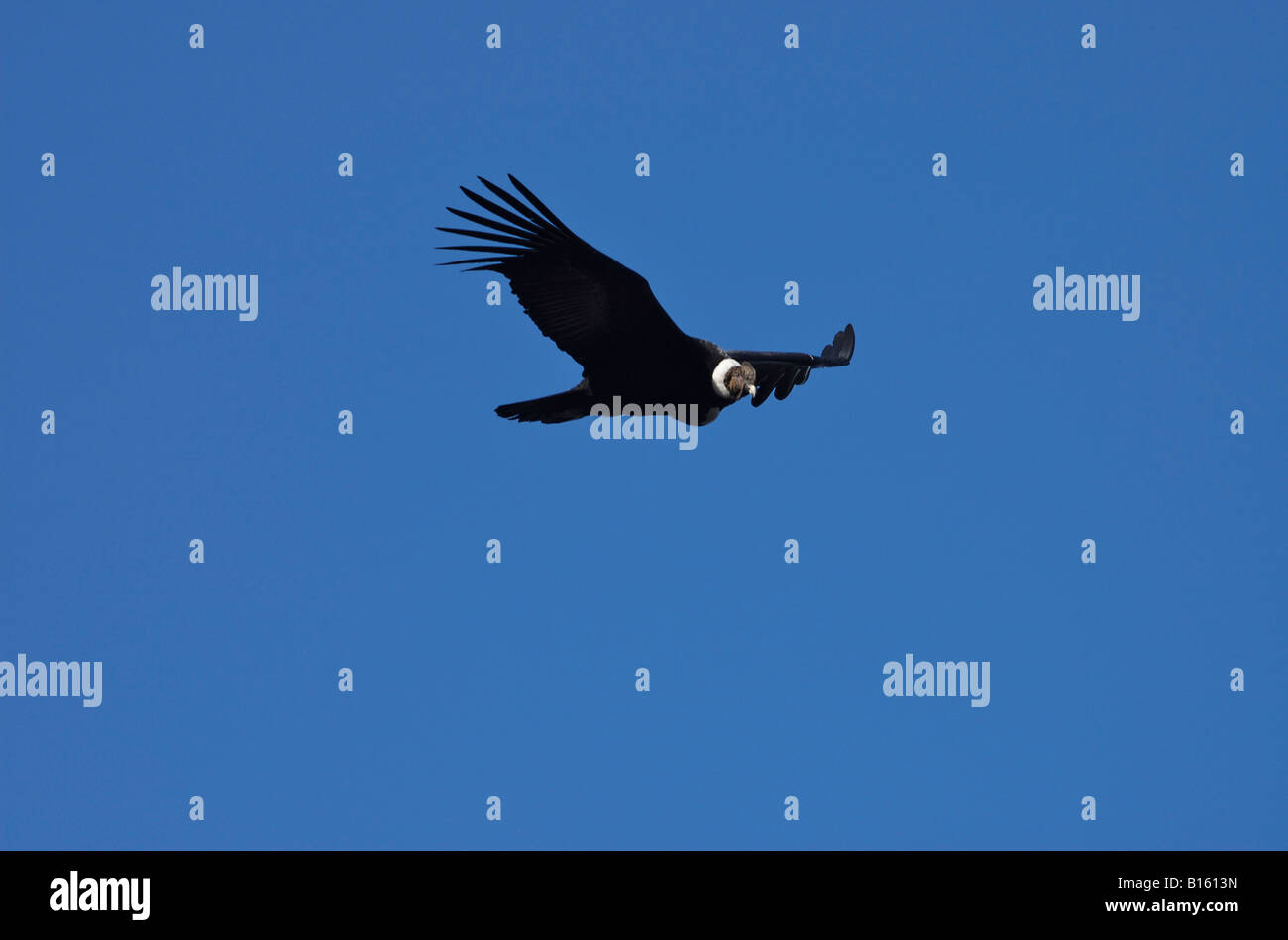 Condor in flight hi-res stock photography and images - Alamy