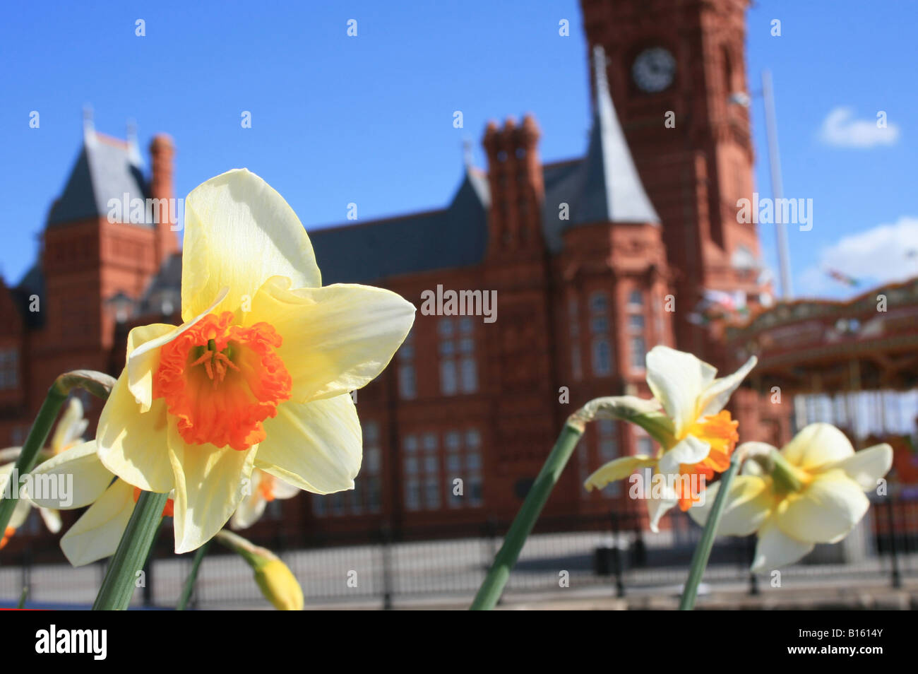 Daffodils Pierhead Building Cardiff Bay Stock Photo - Alamy