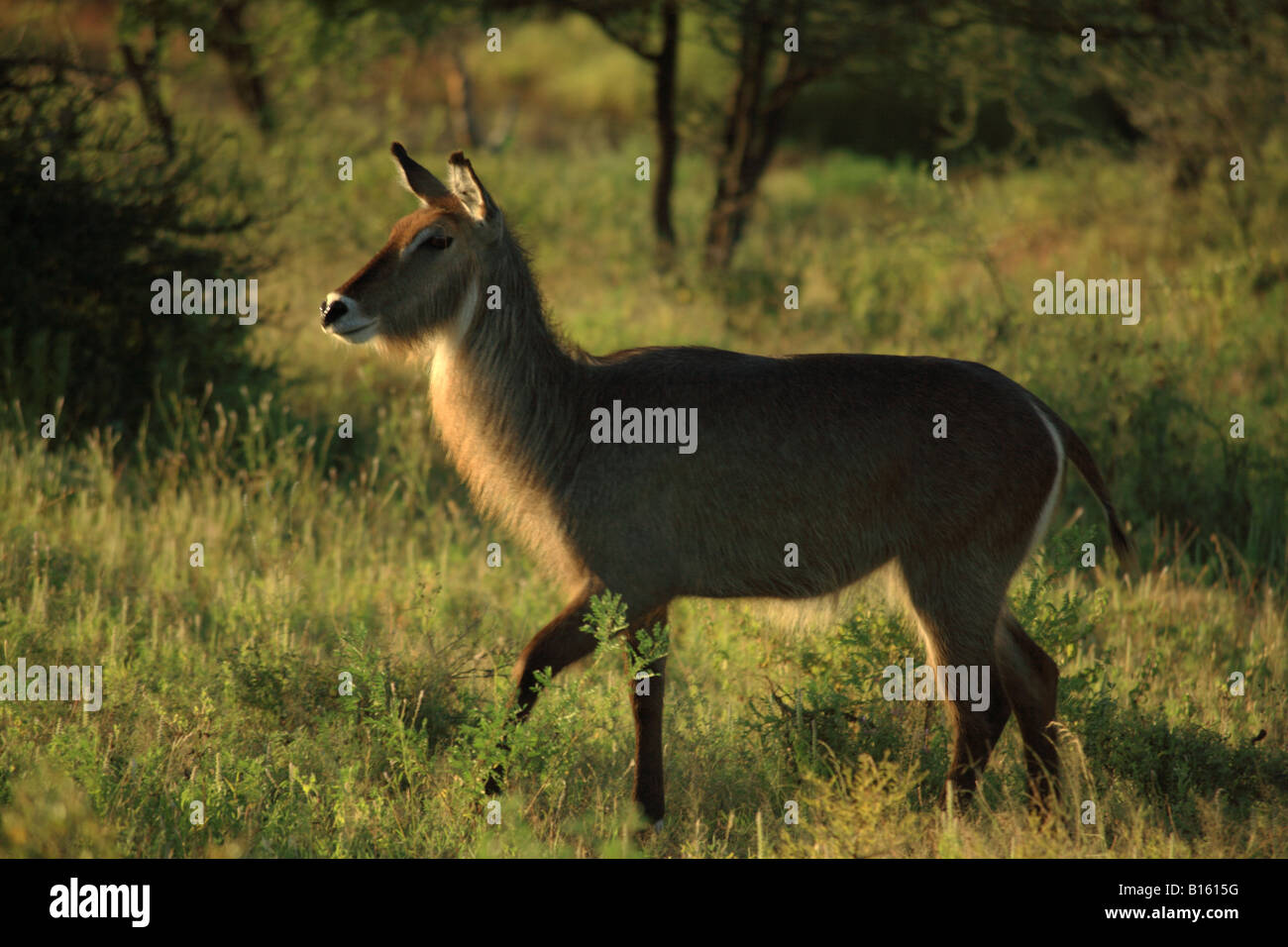 Waterbuck walking hi-res stock photography and images - Alamy