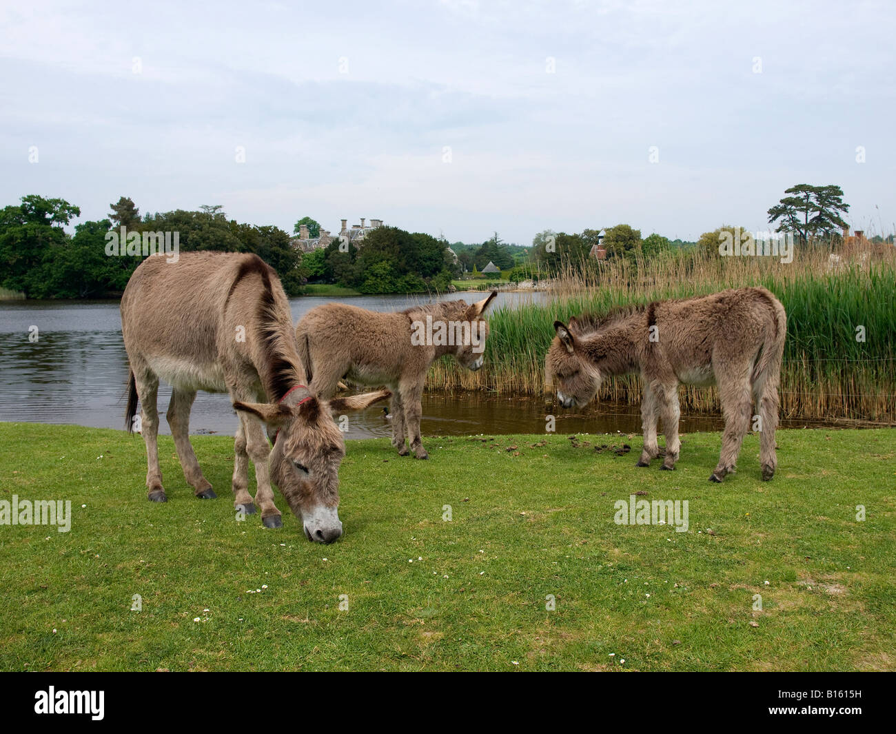 Beaulieu donkey hi-res stock photography and images - Alamy