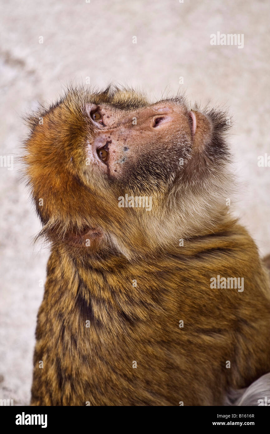 Angry macaque japan hi-res stock photography and images - Alamy
