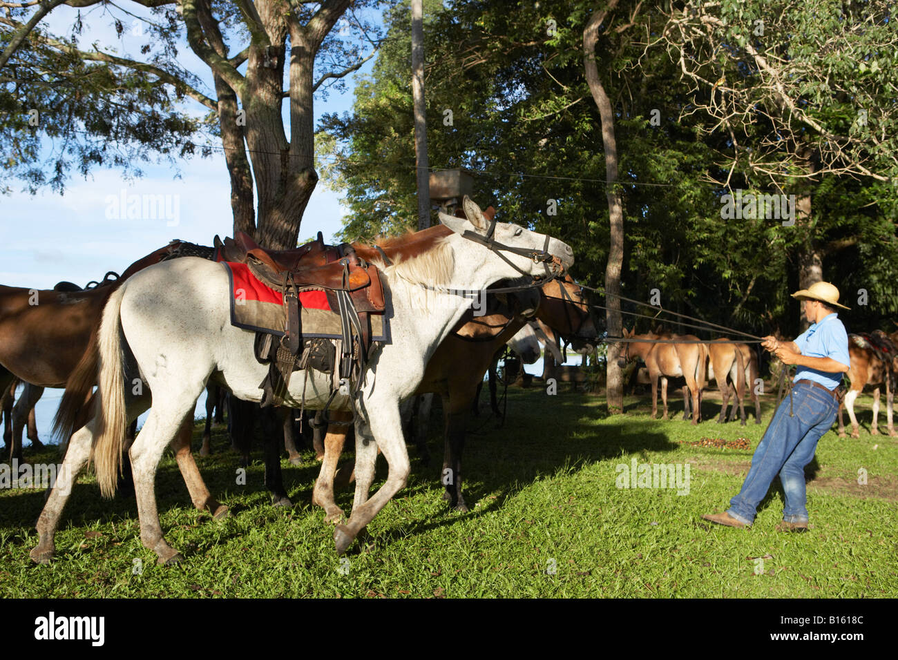 Man pulling horses reins in Pantanal Brazil South America Stock Photo ...