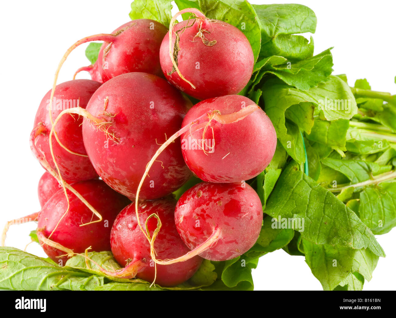 bundle of red radish isolated on white background Stock Photo - Alamy