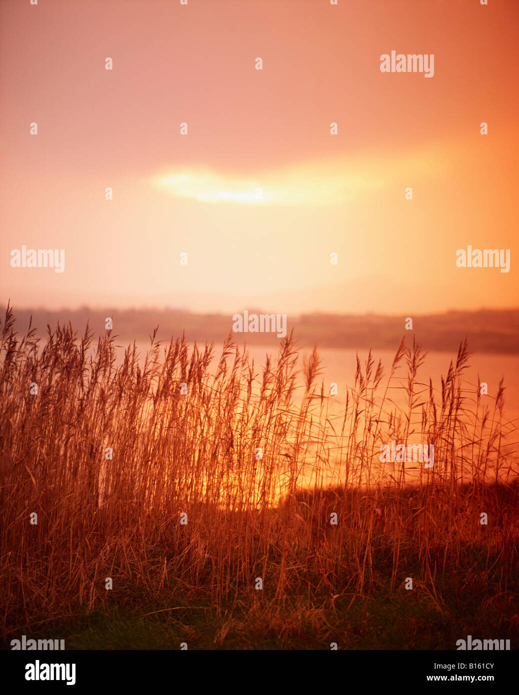 Perennialgrasses hi-res stock photography and images - Alamy