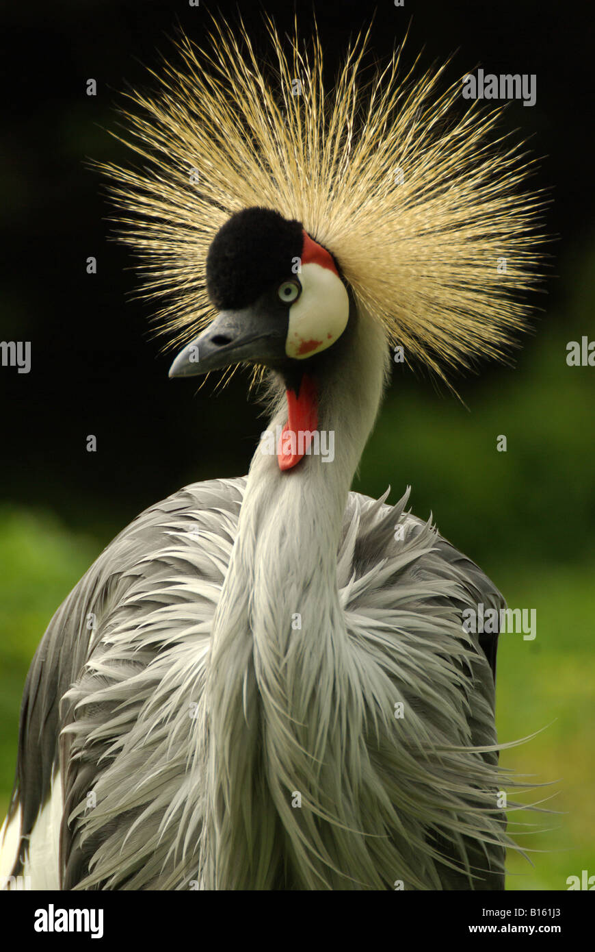 Crowned Crane (Balearica regulorum Stock Photo - Alamy