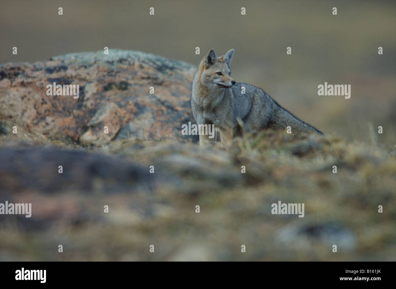 Argentinean gray fox on the prowl in Patagonia, Argentina Stock Photo ...