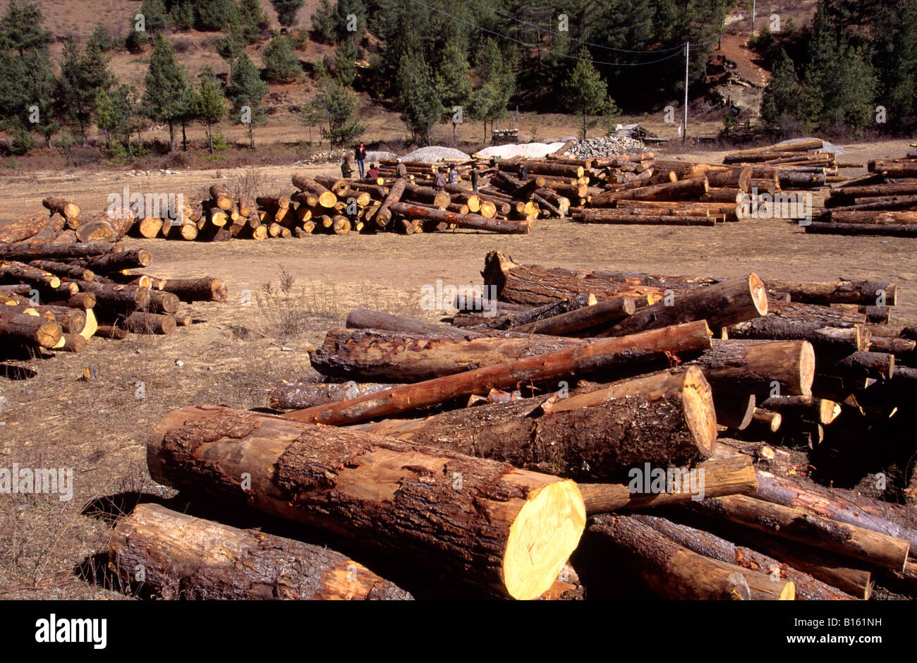 Bhutan Zungney logs in timber yard Stock Photo - Alamy