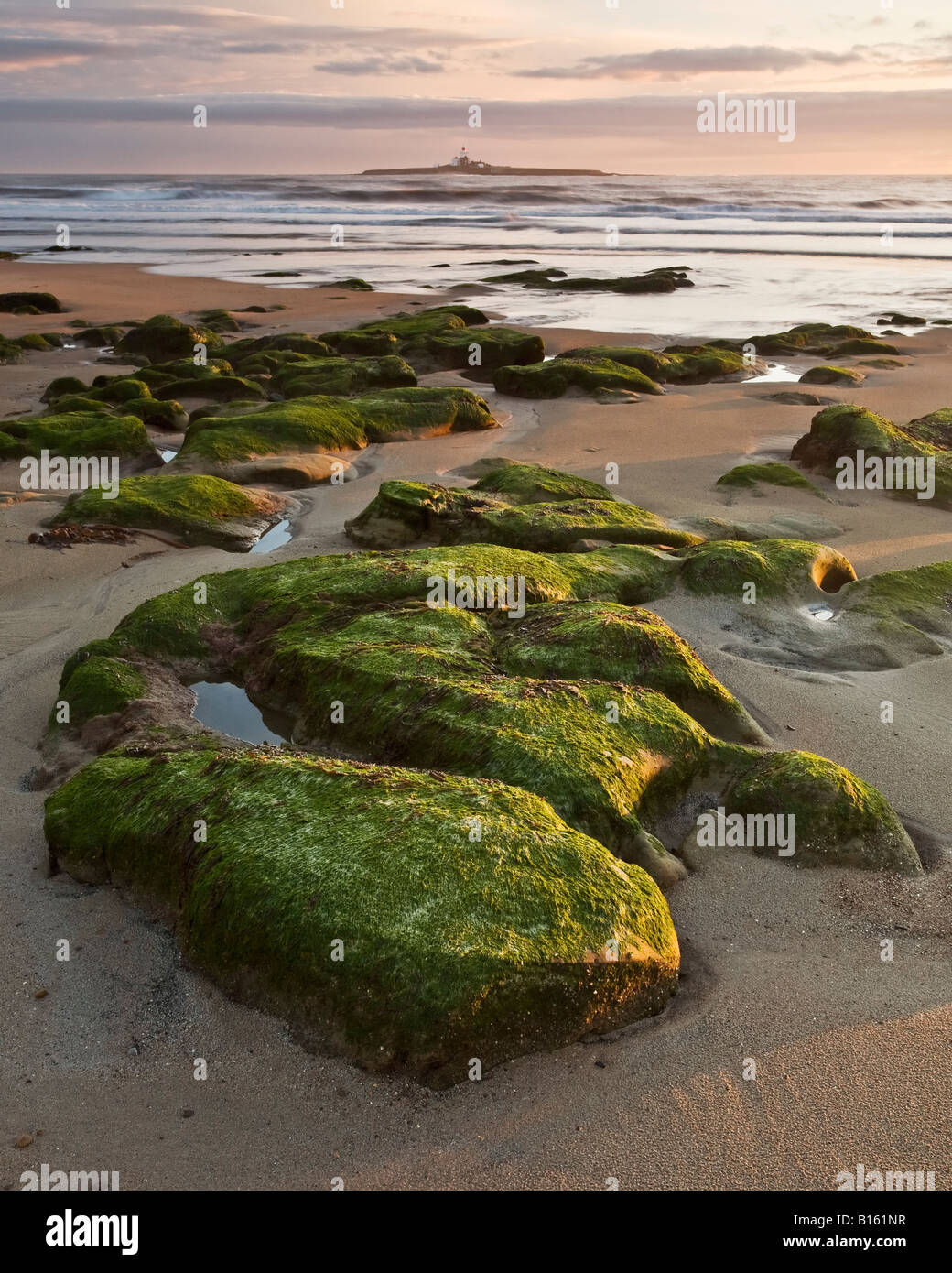 Seaweed covered rocks on the beach at Hauxley near Amble on the ...