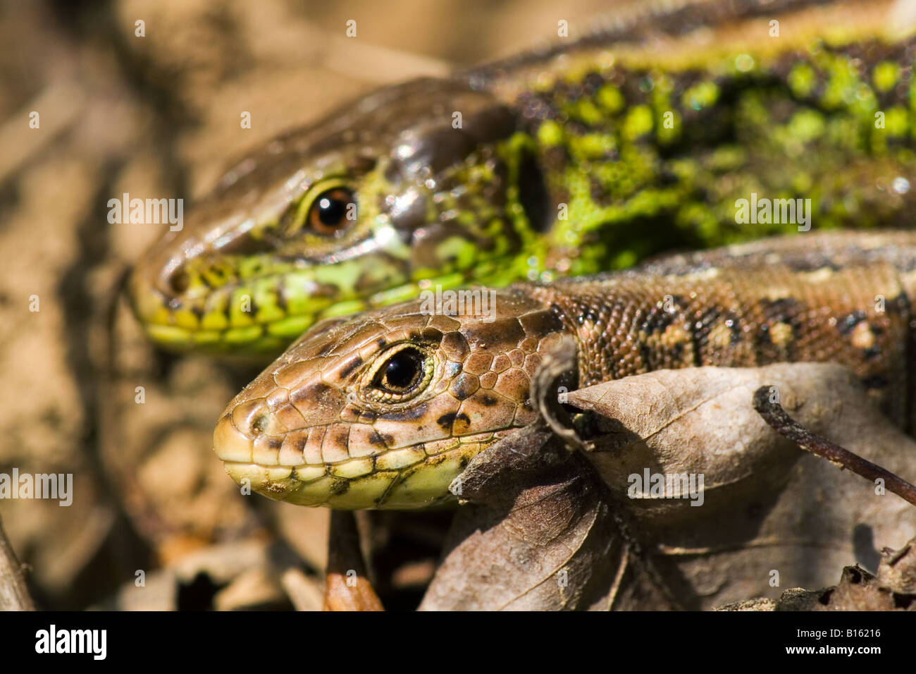 Sand lizards hi-res stock photography and images - Alamy