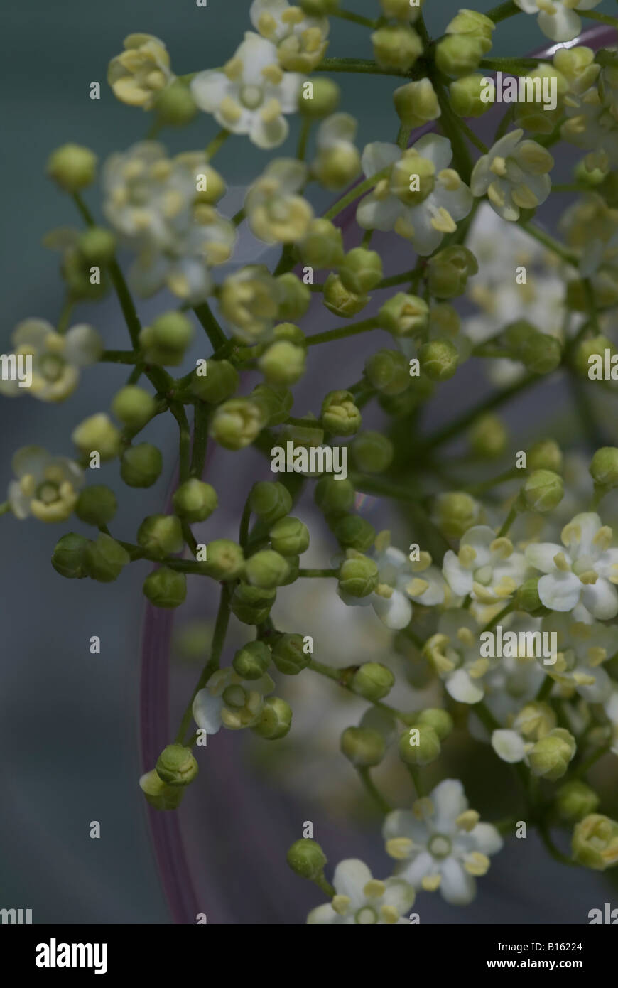 Elderflower buds hi-res stock photography and images - Alamy