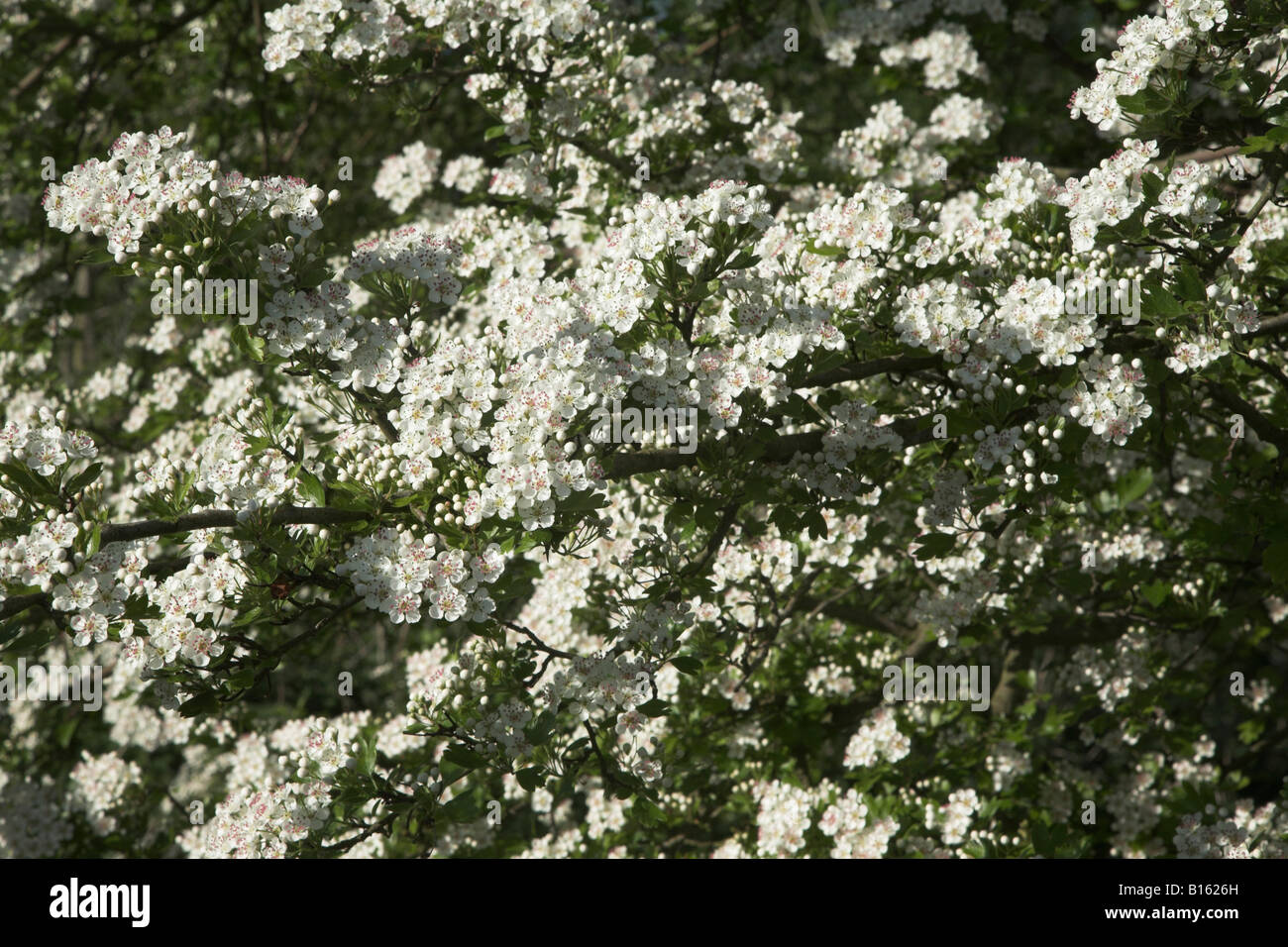 Blossom on common hawthorn tree, Crataegus monogyna, close up Stock ...