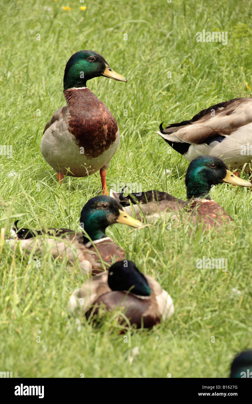 Mallard drake drakes duck ducks 'Anas platyrhynchos' waterfowl Stock ...
