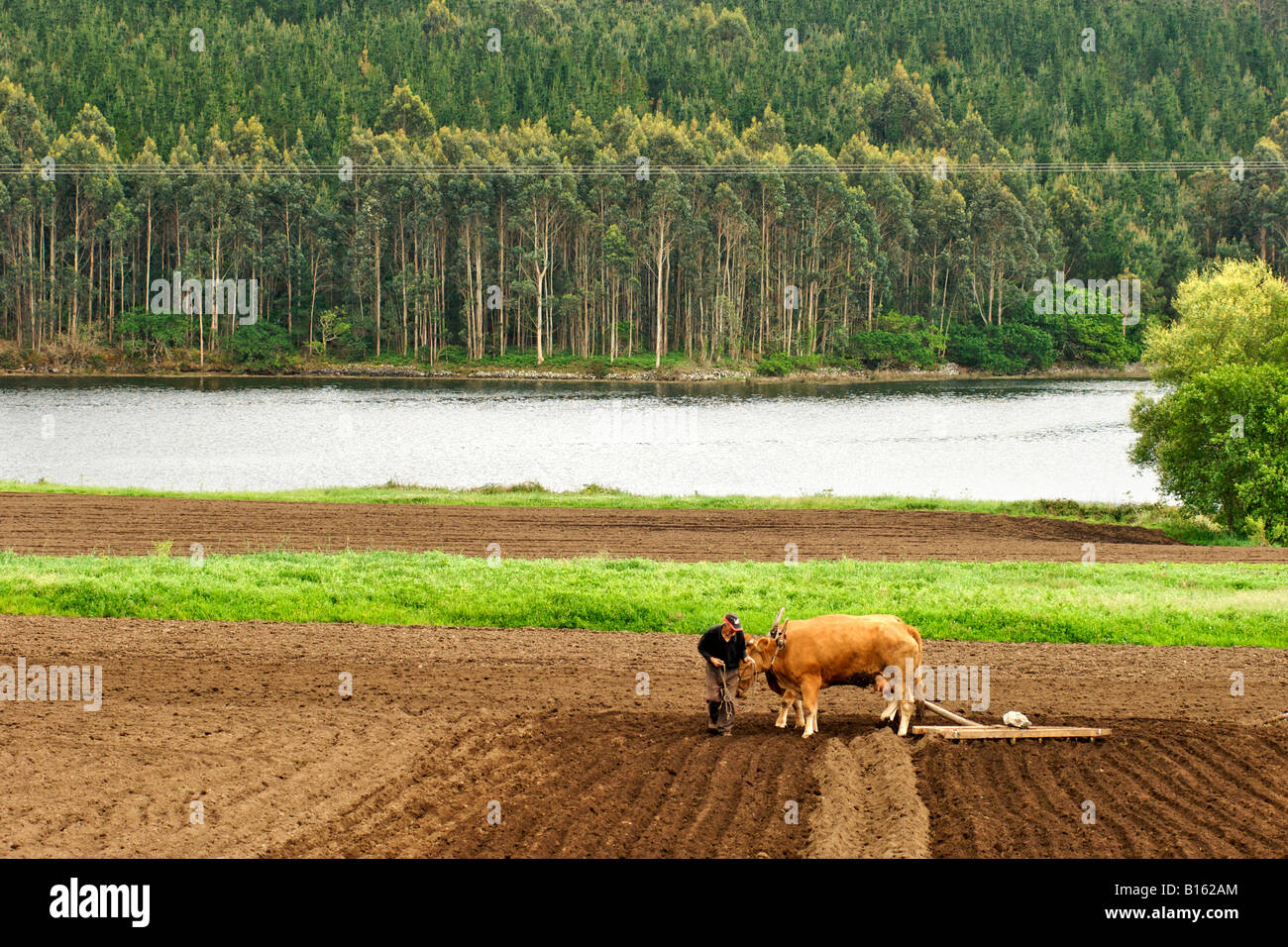 A Spanish man leading his cow-powered plough through his fields in the ...