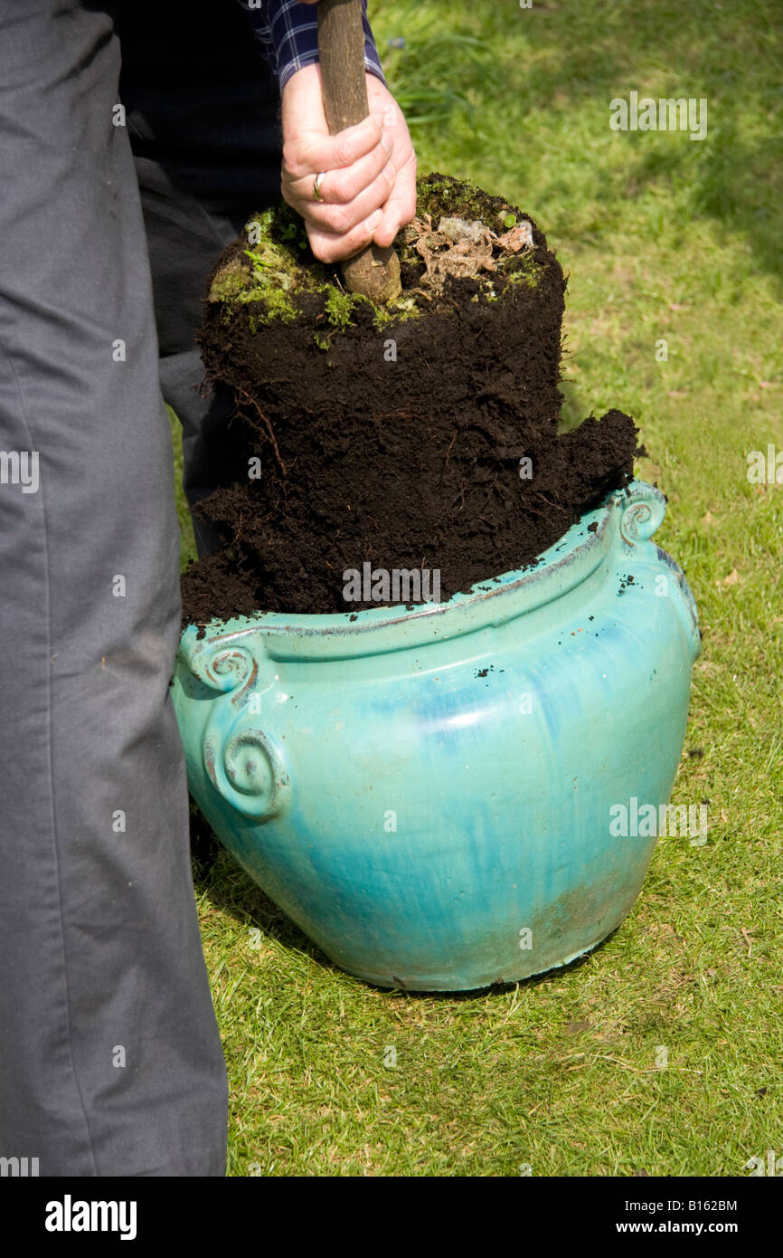 Gardener removing plant from pot Stock Photo - Alamy