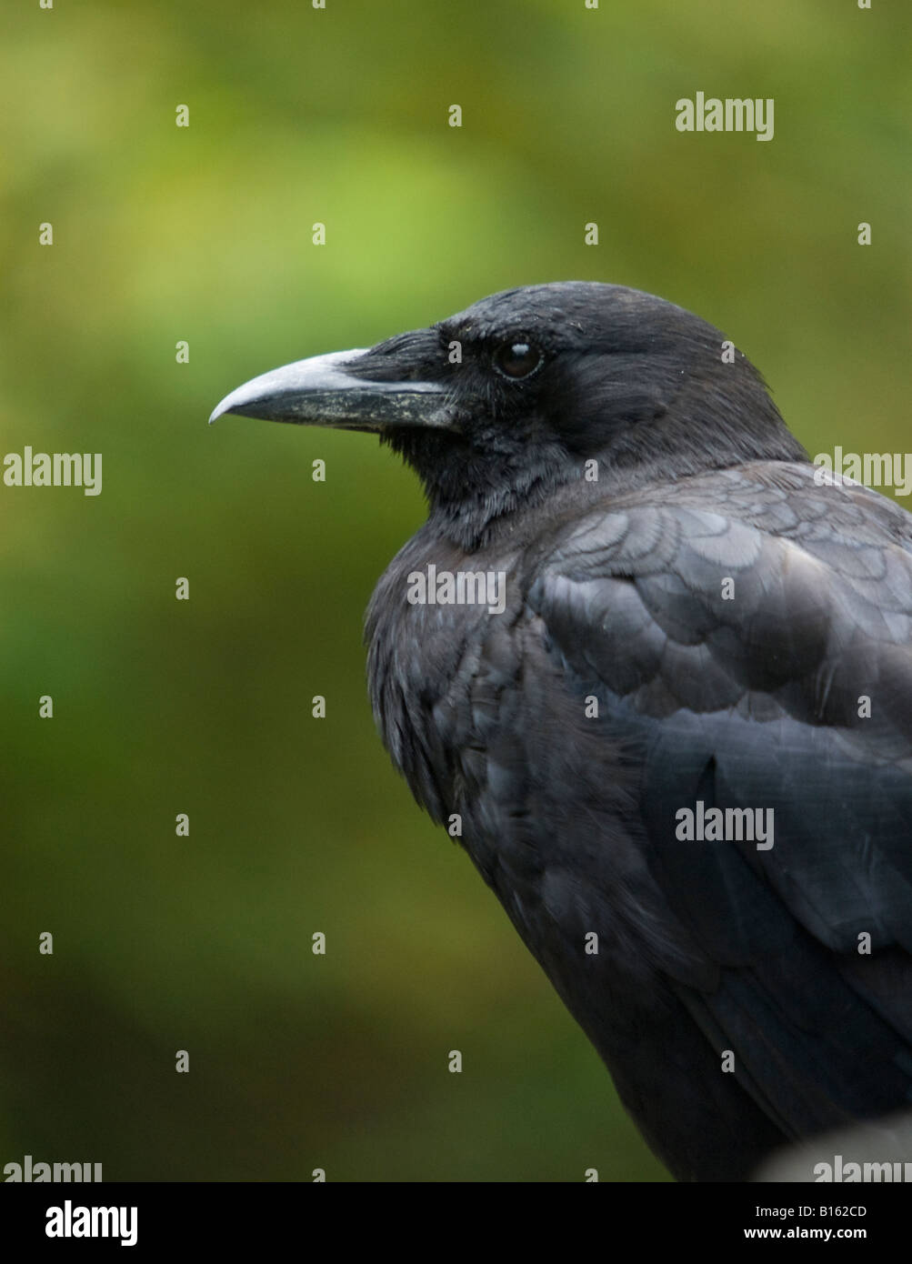 Crow in profile hi-res stock photography and images - Alamy