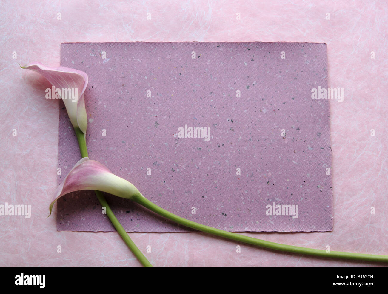 Two calla lilies on pink hi-res stock photography and images - Alamy