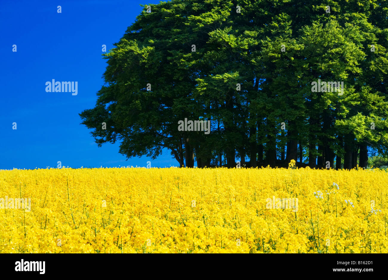 Yellow flowering oilseed rape field with a clump of beech trees against ...