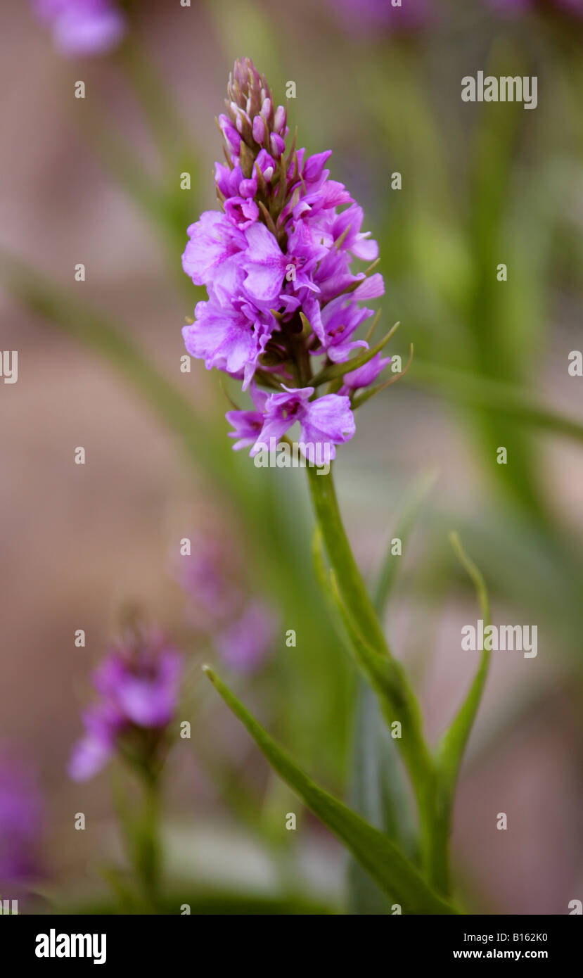 Madeiran Orchid, Dactylorhiza foliosa Orchidaceae, Madeira Stock Photo ...