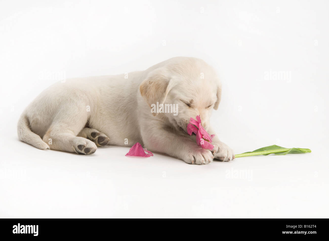 Baby chewing flower hi-res stock photography and images - Alamy