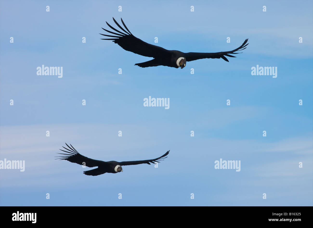 Andean condor pair flying in formation Stock Photo - Alamy