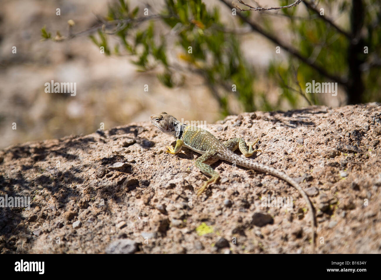 Desert Lizard Stock Photos & Desert Lizard Stock Images - Alamy