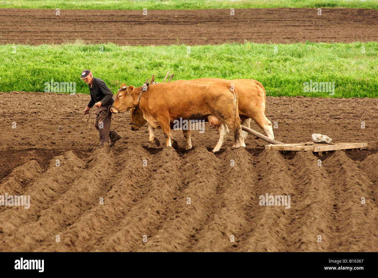 A Spanish man leading his cow-powered plough through his fields in the ...