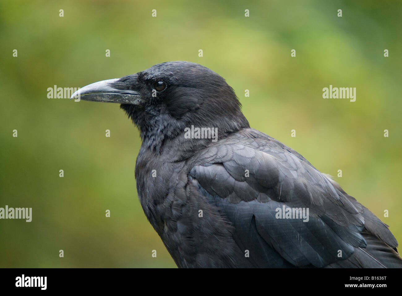 Corvus caurinus hi-res stock photography and images - Alamy