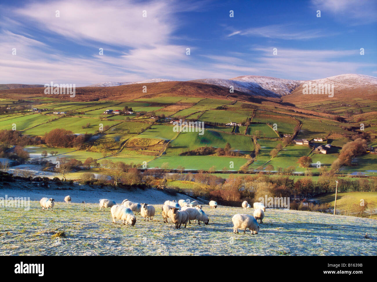 Sperrin Mountains, County Tyrone, Ireland, Sheep Stock Photo - Alamy