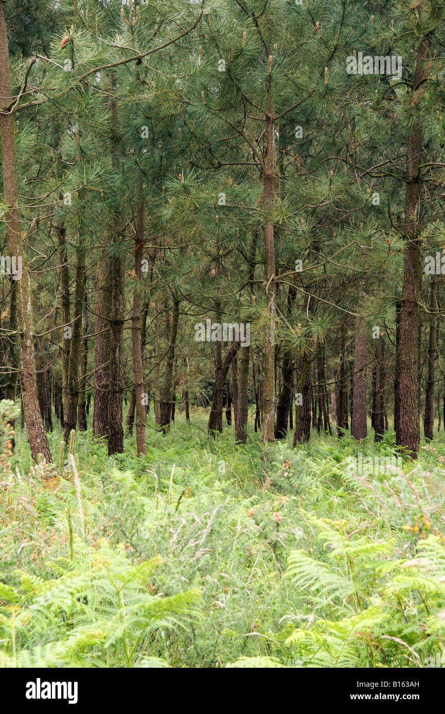 Pine forest in Spain's Galicia region Stock Photo - Alamy