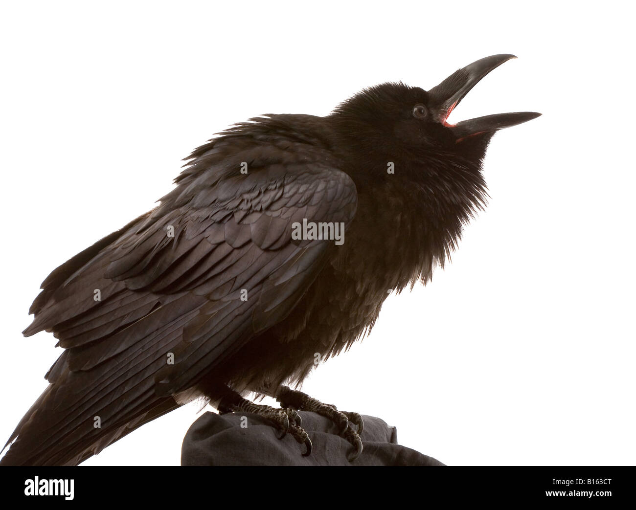 portrait of black raven on white background Stock Photo - Alamy