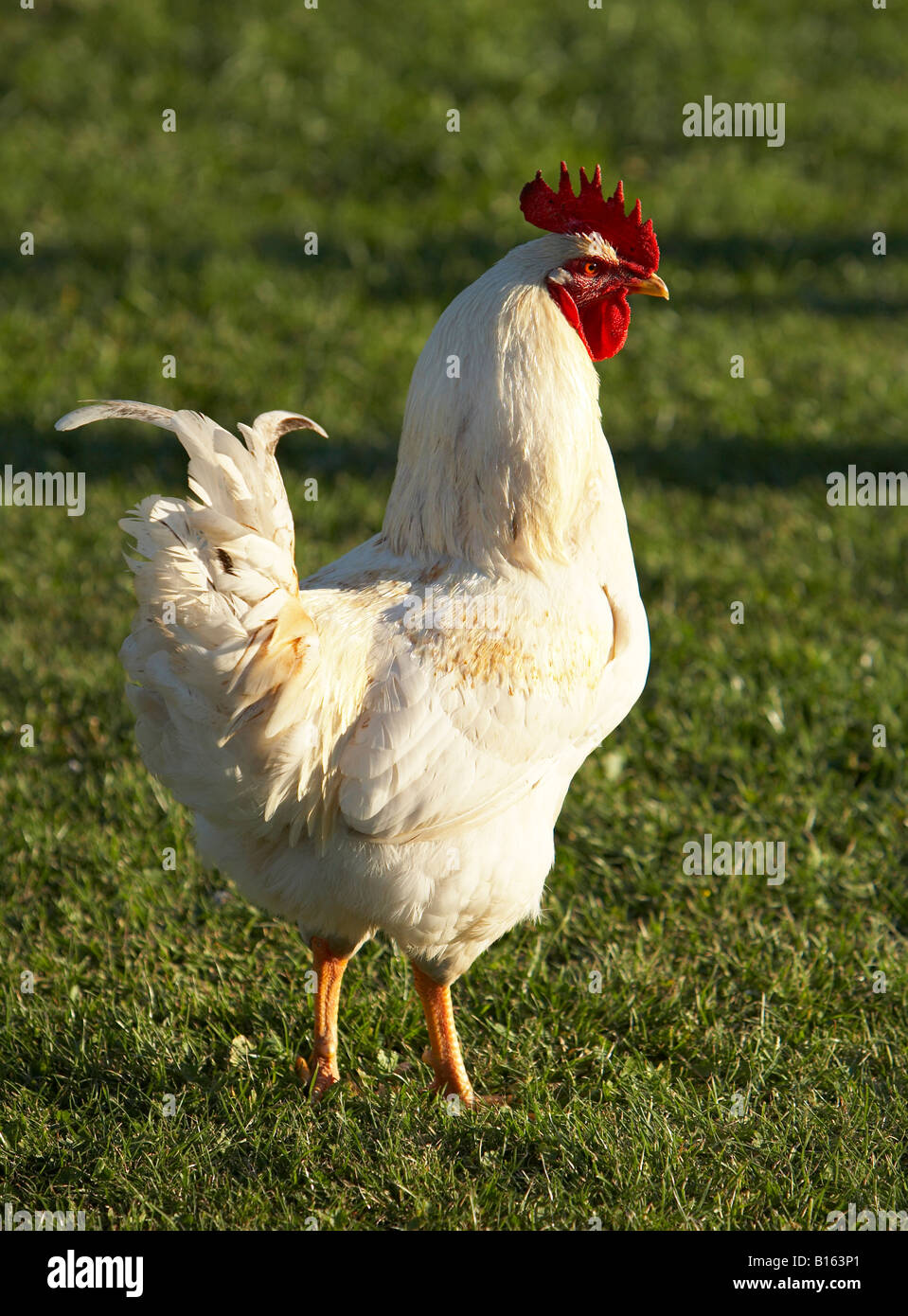 large single white ross cockerel freerange standing on the grass Stock ...