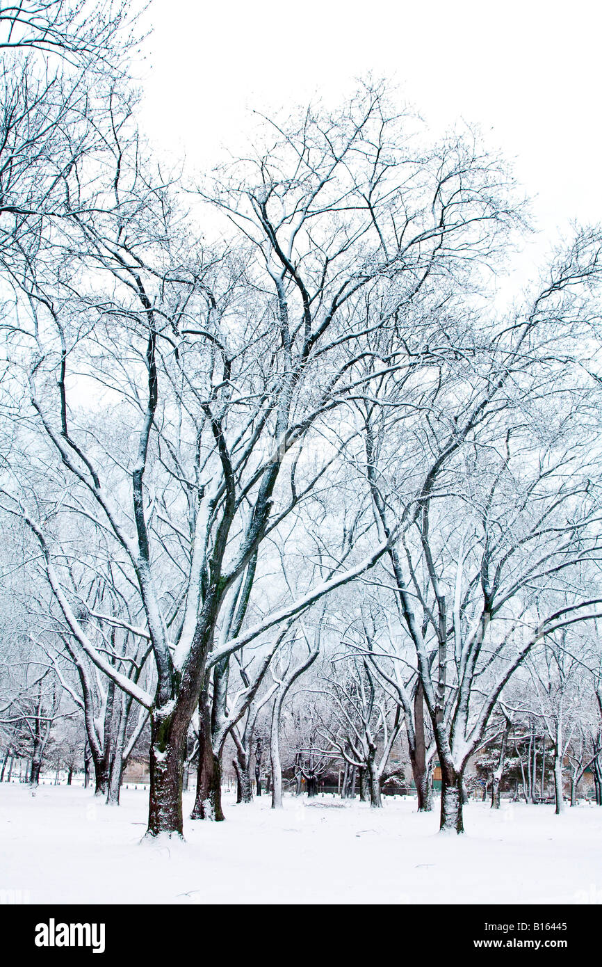 Winter scene trees covered with snow Stock Photo - Alamy