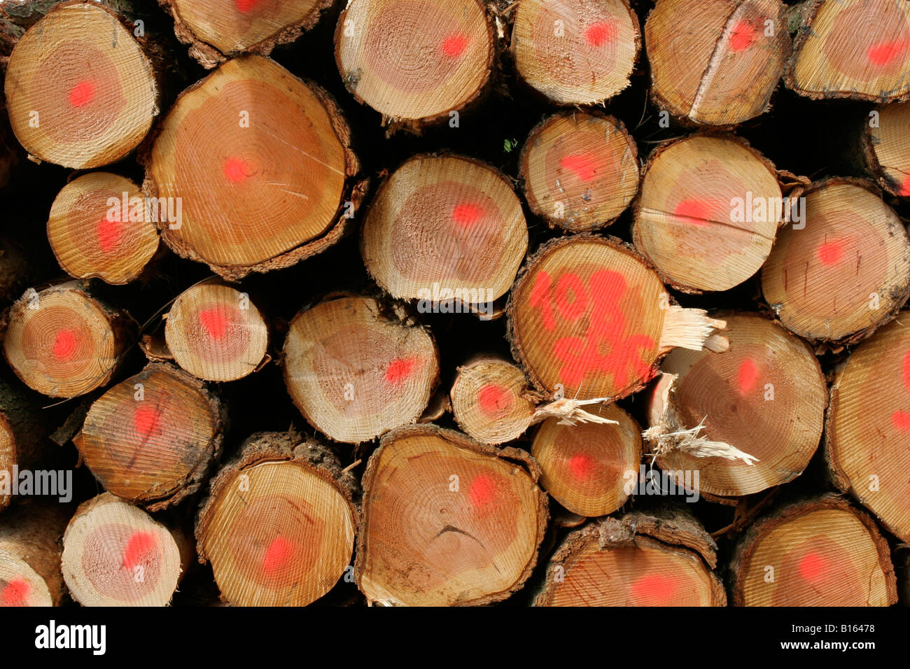 Stacked logged oak timber in the Mosel region of Germany Stock Photo ...