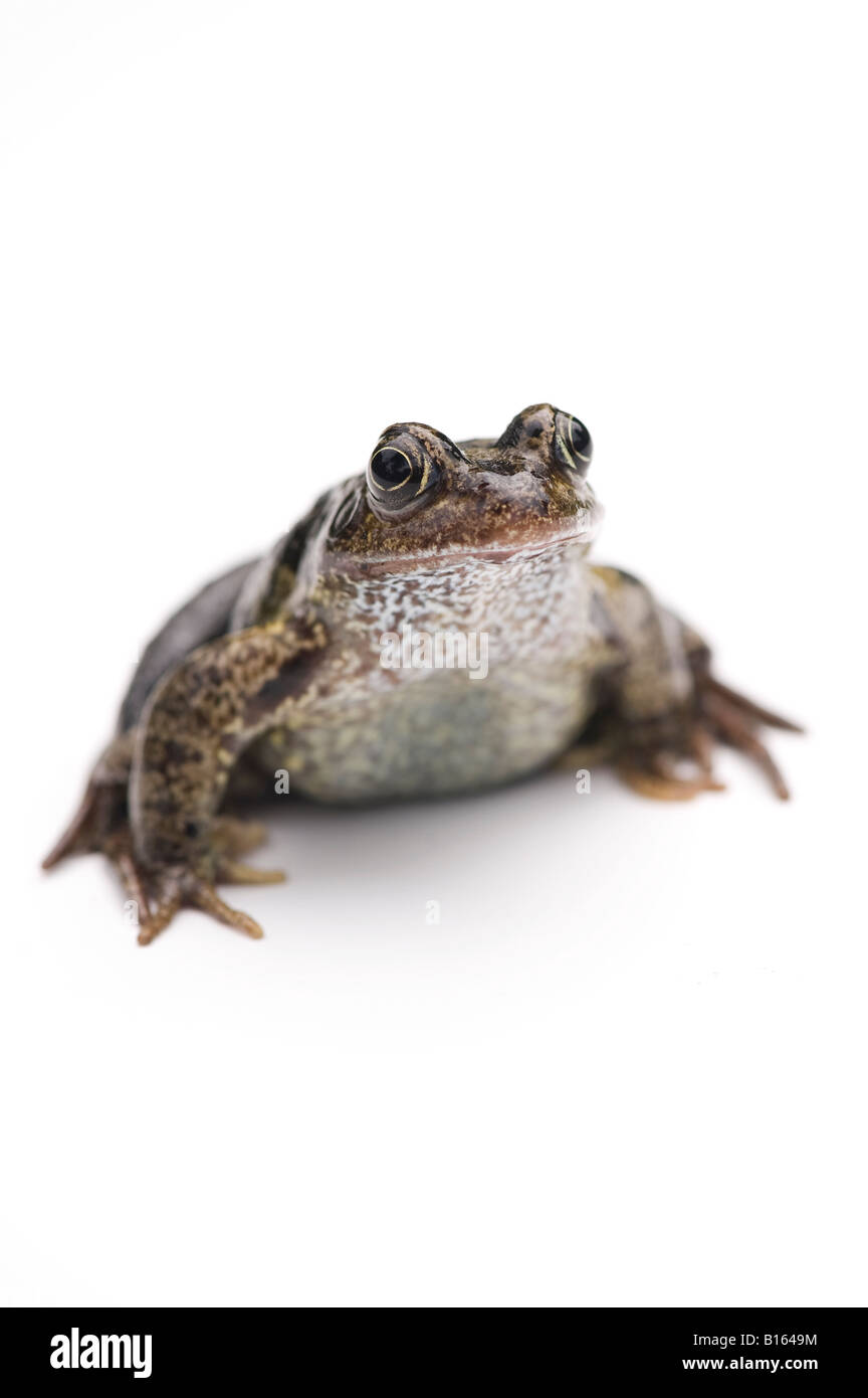 Common garden wildlife Cut Out Stock Images & Pictures - Alamy