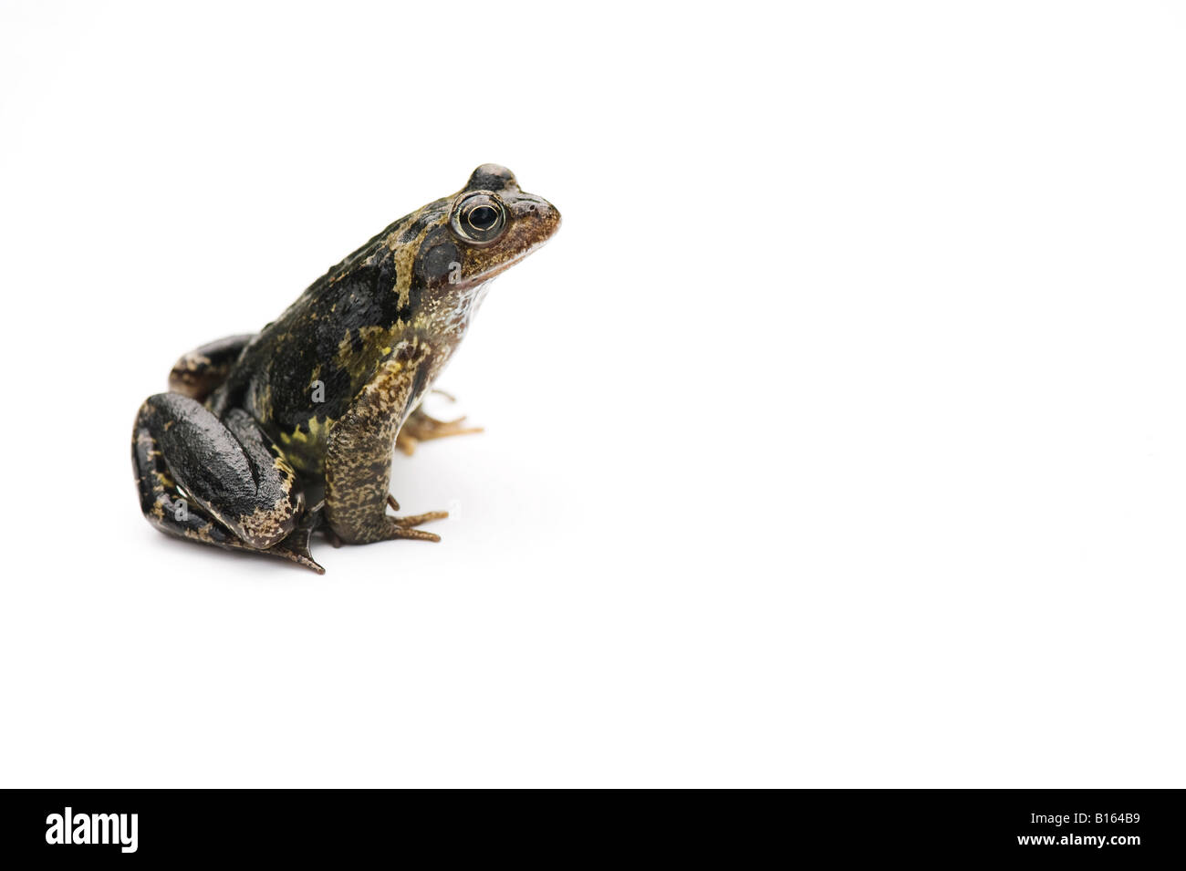 Common garden wildlife Cut Out Stock Images & Pictures - Alamy