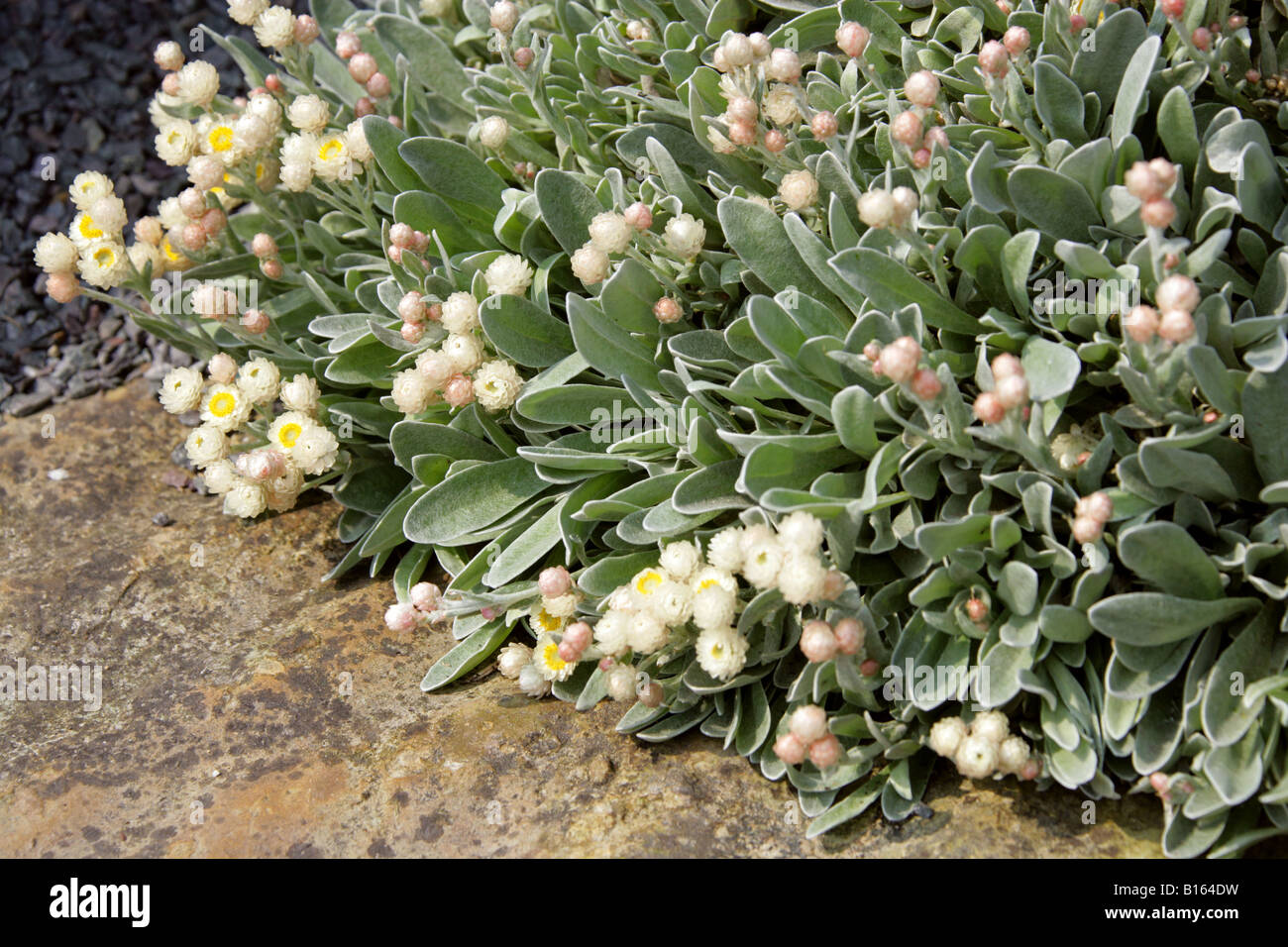 Helichrysum sibthorpii hi-res stock photography and images - Alamy
