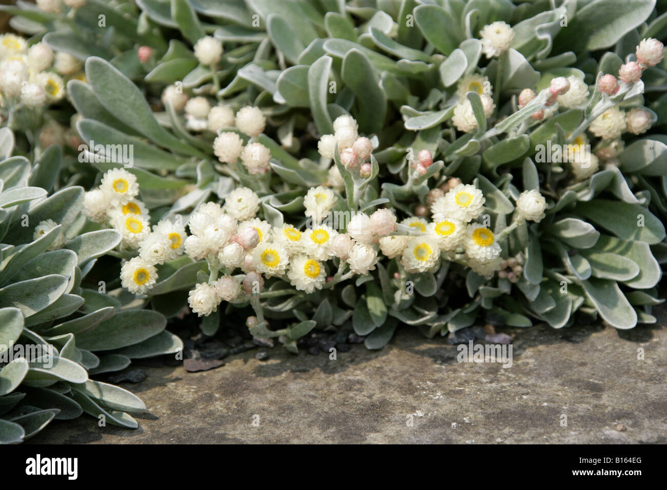 Helichrysum sibthorpii hi-res stock photography and images - Alamy