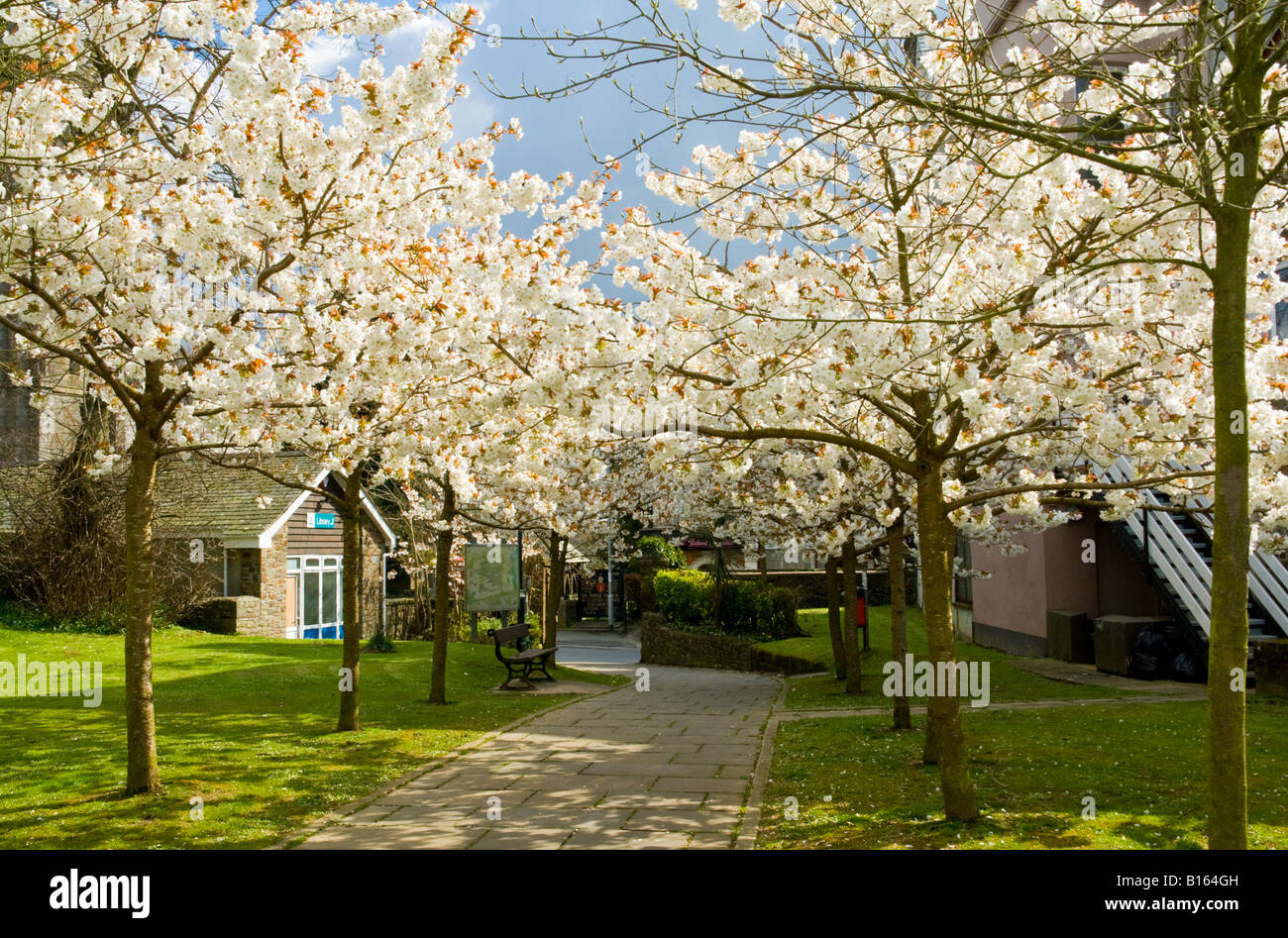 Flowering trees at Holsworthy Devon UK Stock Photo - Alamy