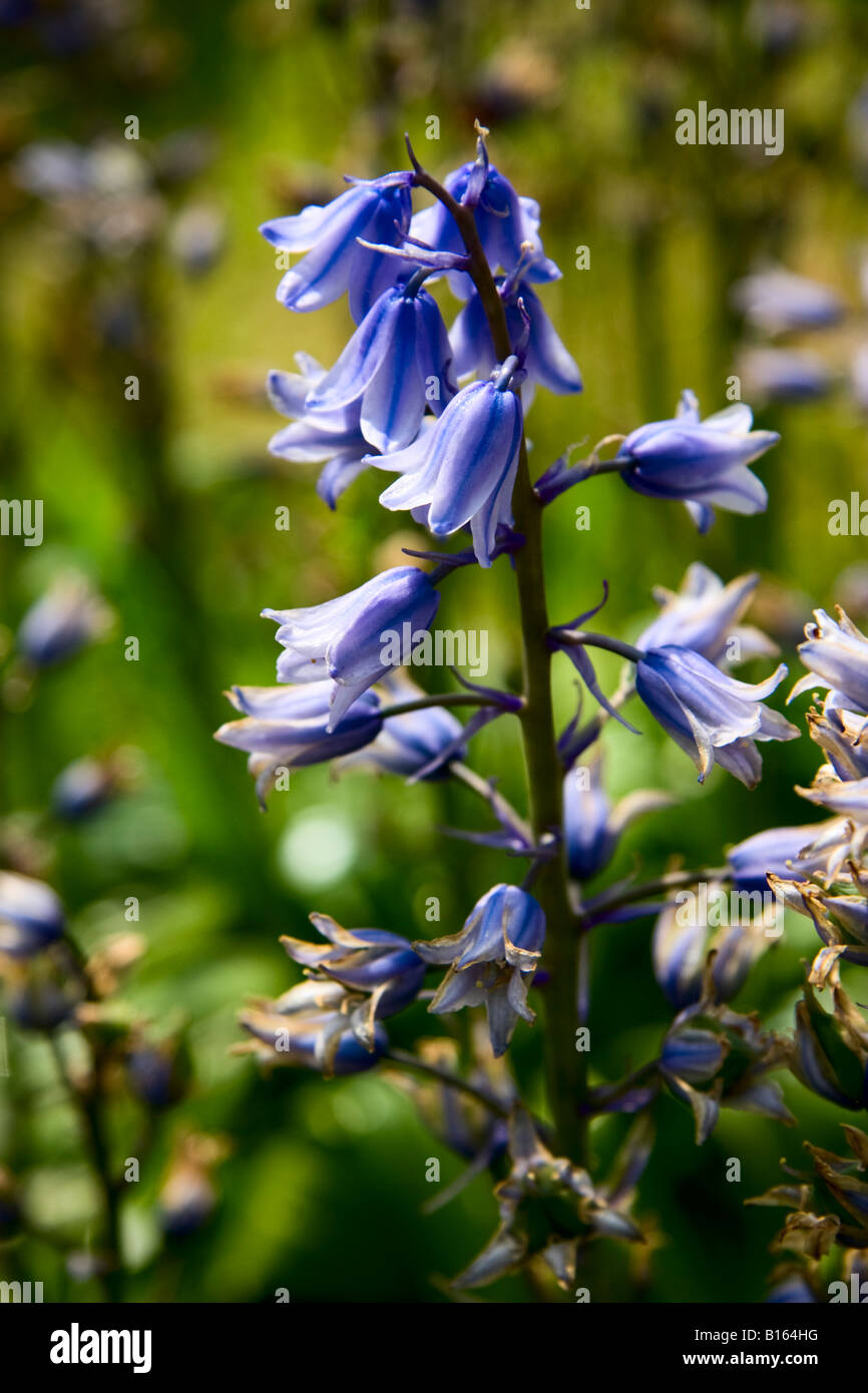 Native bluebells hi-res stock photography and images - Alamy