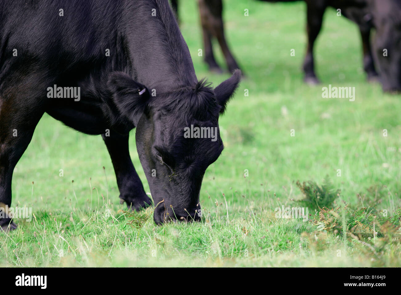 Welsh Black Cow Agriculture Stock Photo - Alamy