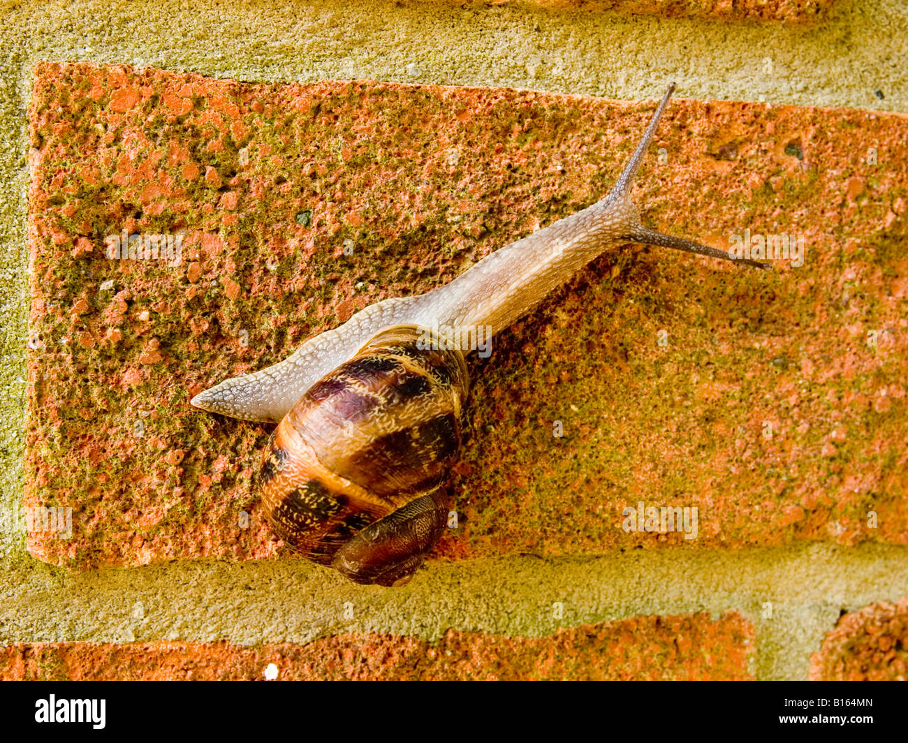 Common garden snail moving hi-res stock photography and images - Alamy