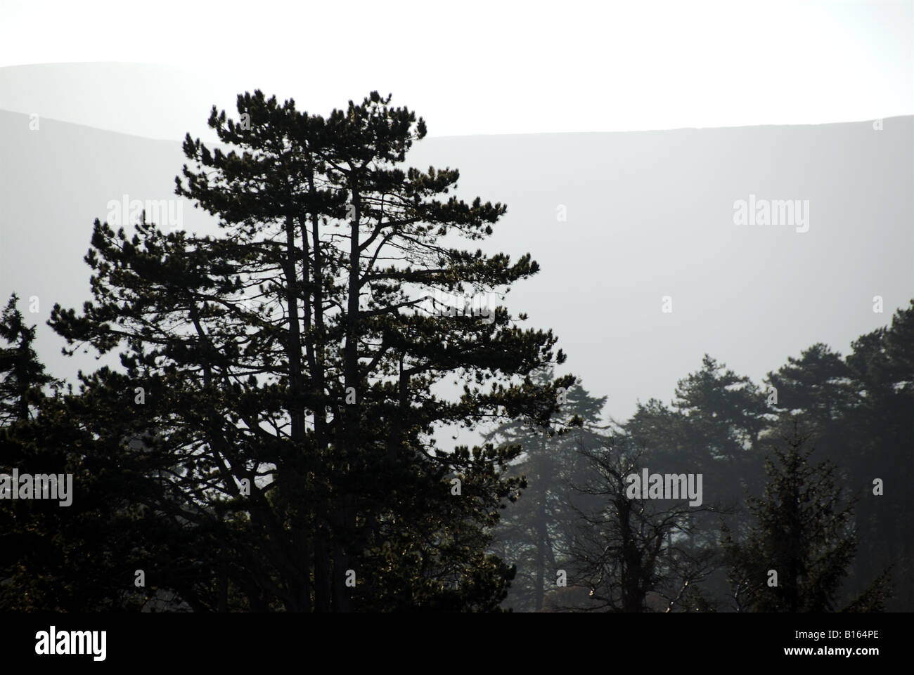 Forest against hazy mountains, Dublin, Ireland Stock Photo - Alamy