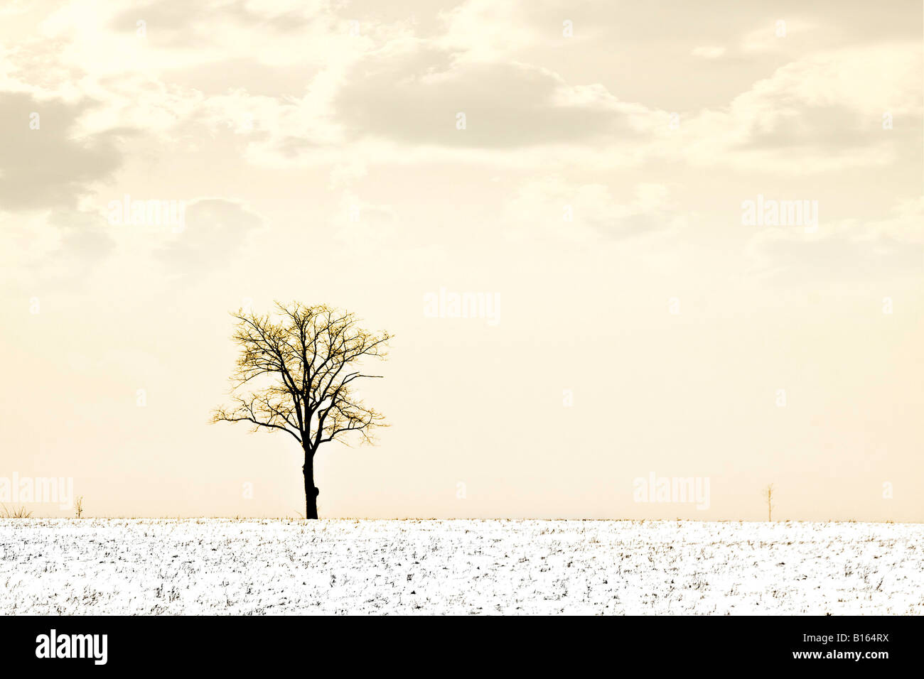 Single tree in a field winter scene Stock Photo - Alamy