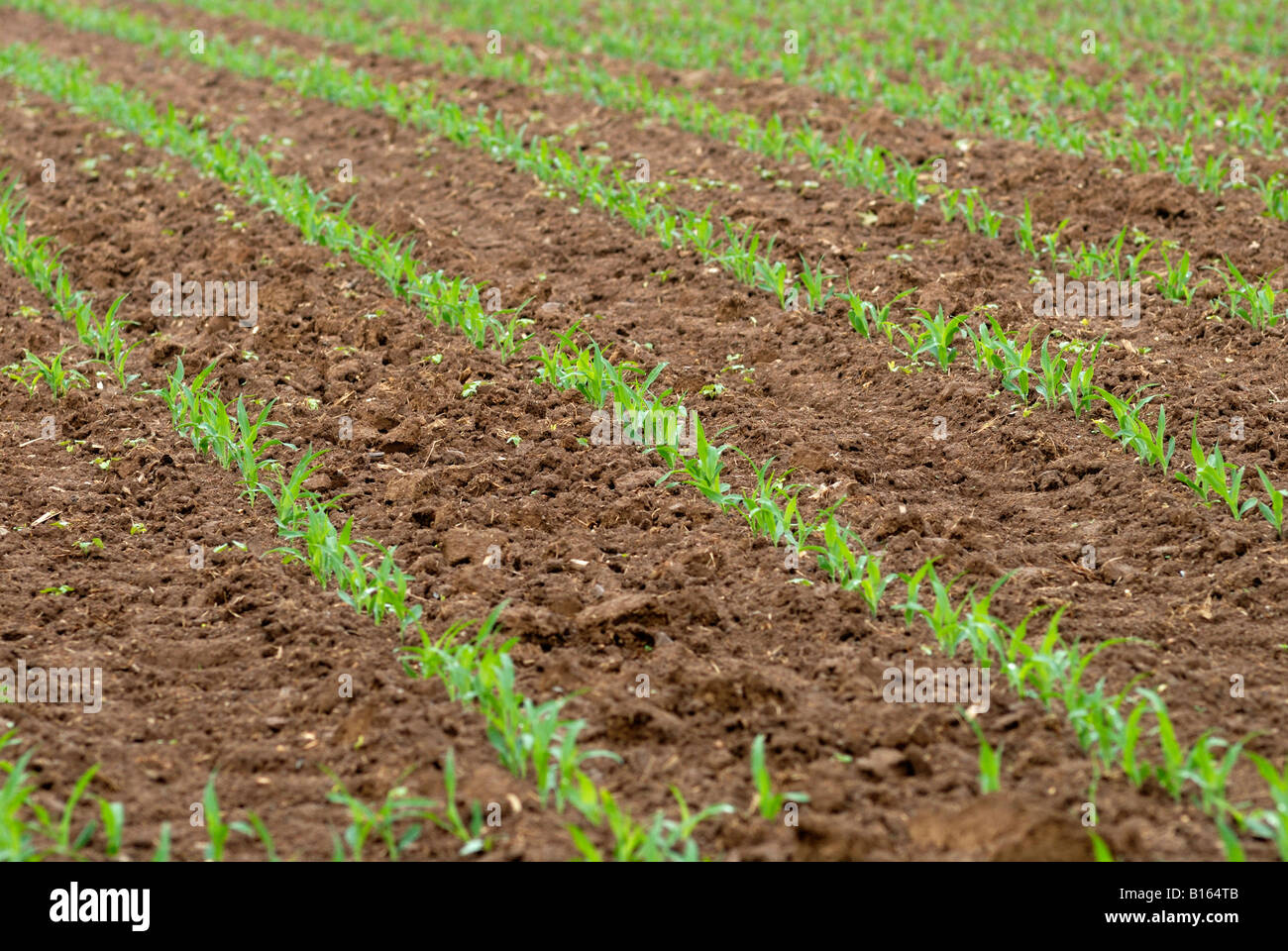 Young sprouts in a corn field in the early spring, Georgia, USA Stock ...