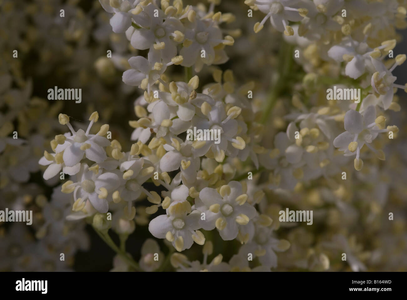 Elderflower buds hi-res stock photography and images - Alamy