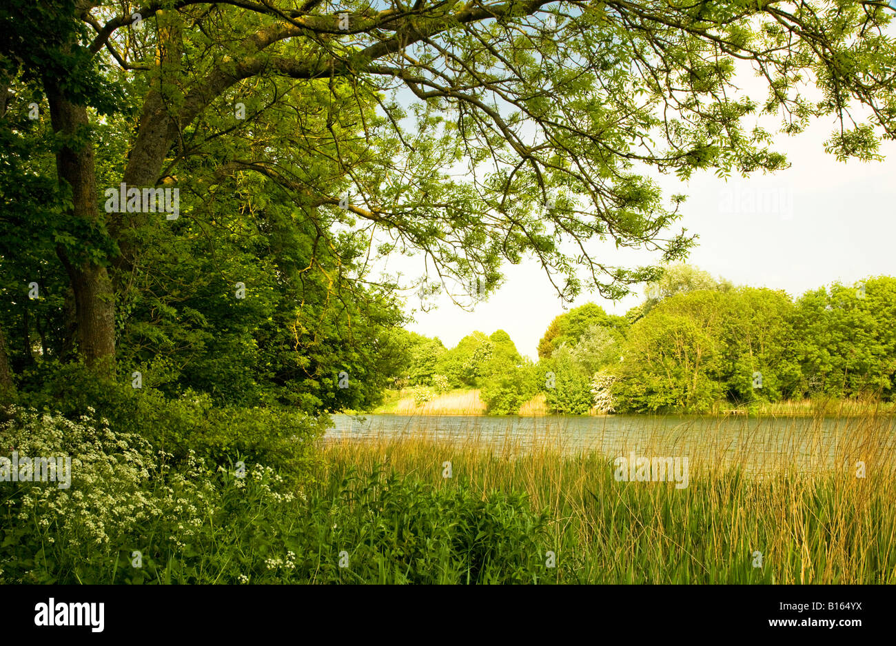The lake on a sunny day in summer at Coate Water Country Park, a local ...