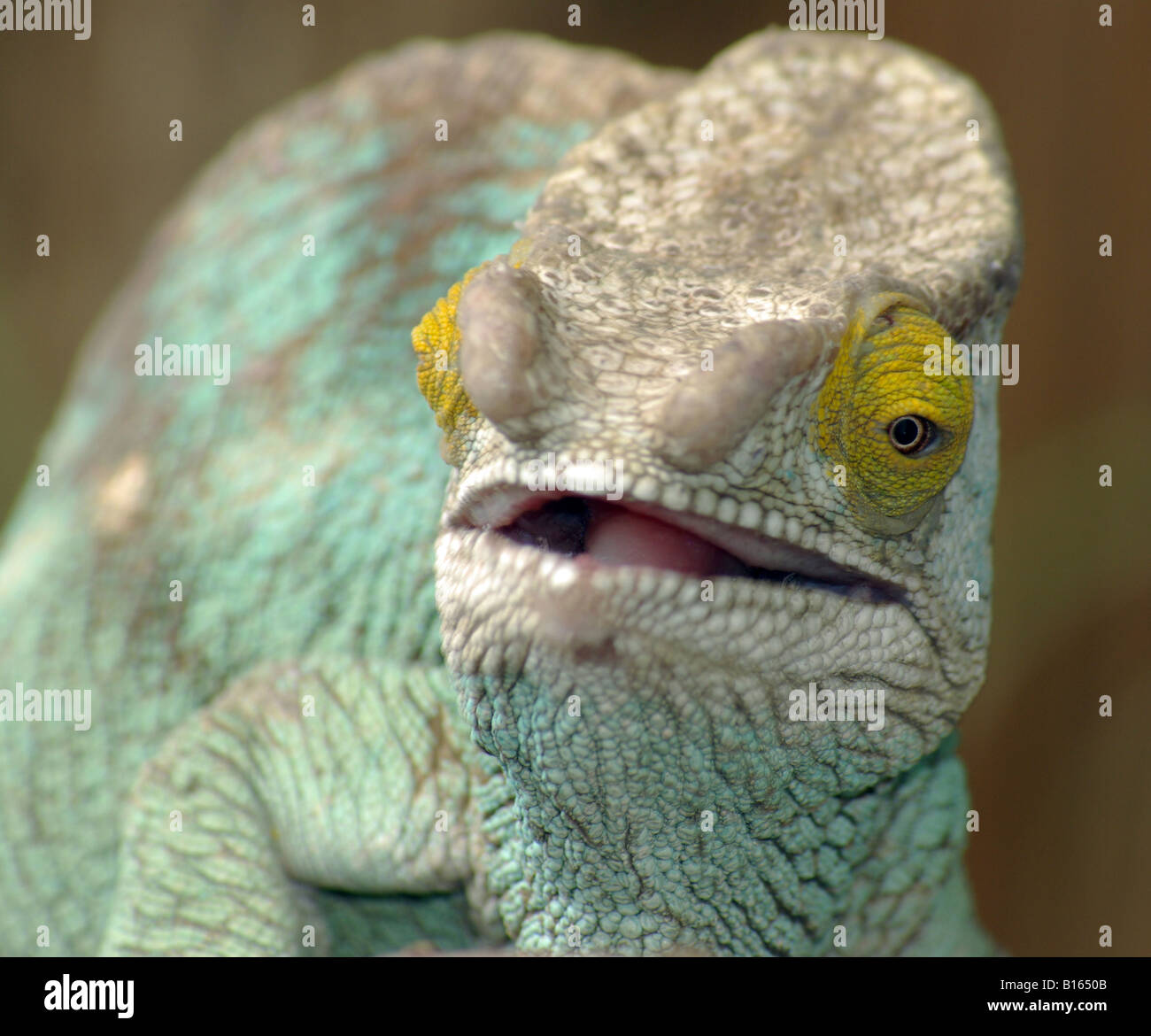 Chameleon hi-res stock photography and images - Alamy