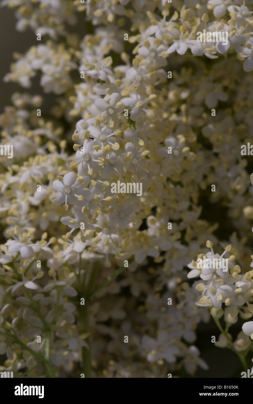 Elderflower buds hi-res stock photography and images - Alamy