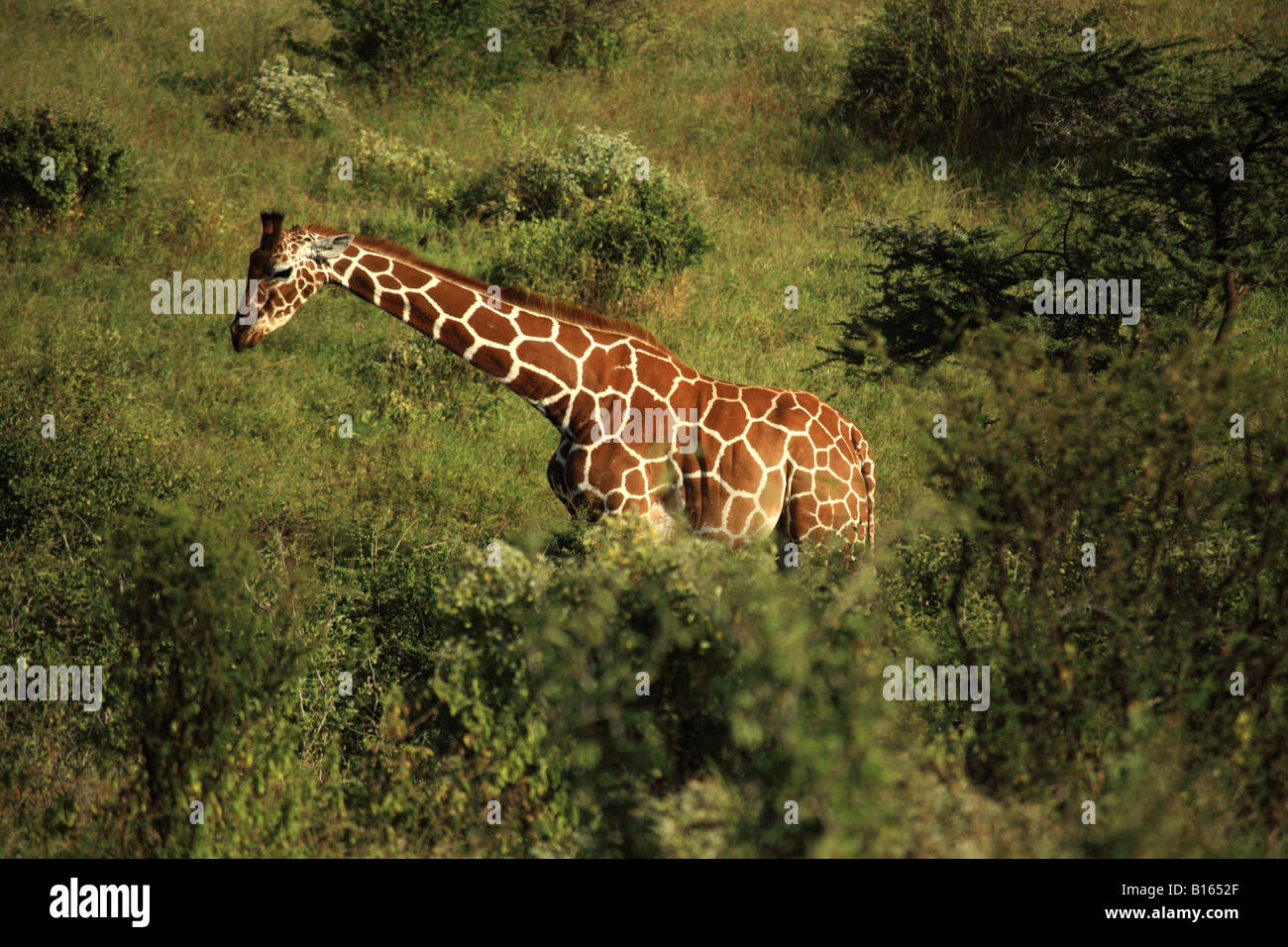 Single hoofed animal hi-res stock photography and images - Alamy